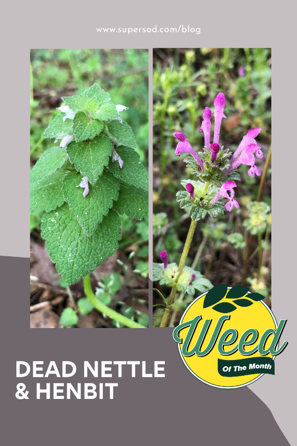 Getting Rid of Dead Nettle & Henbit Weeds | Weed Control